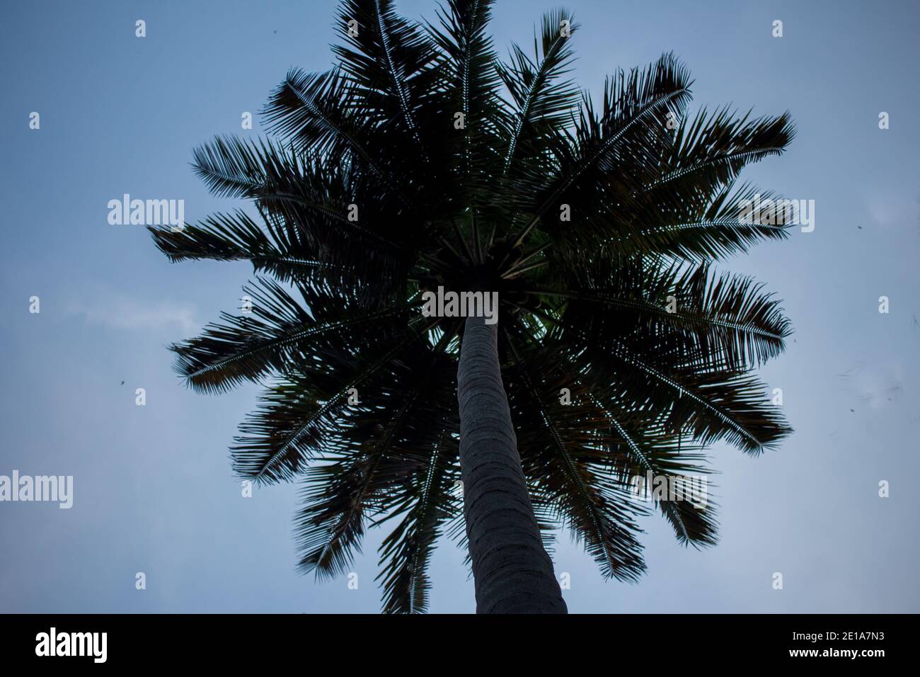 View of coconut tree against sky background, Pollachi, Tamil Nadu ...