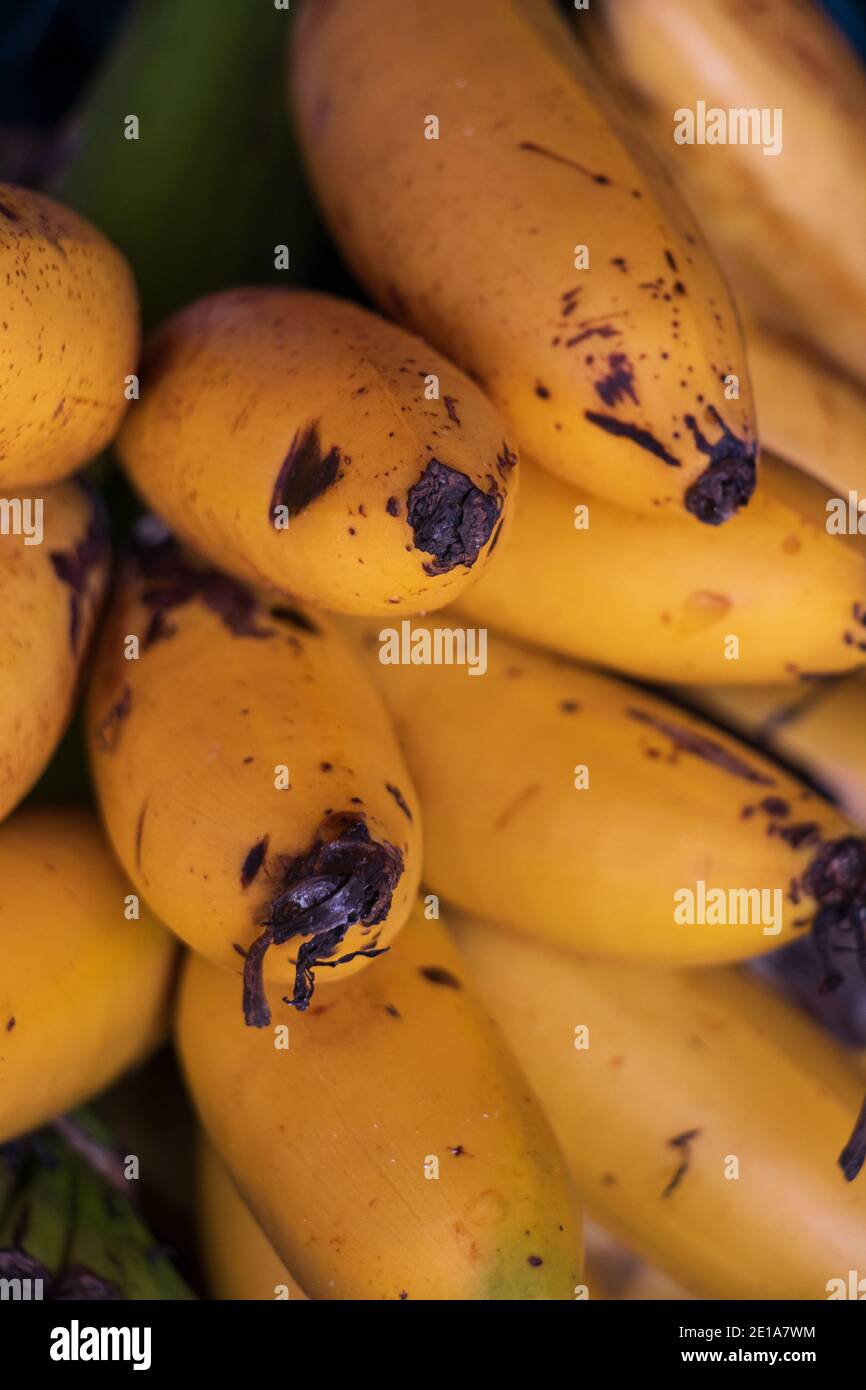 Detailed closeup of a cluster of tiny bananas known in Colombia and ...