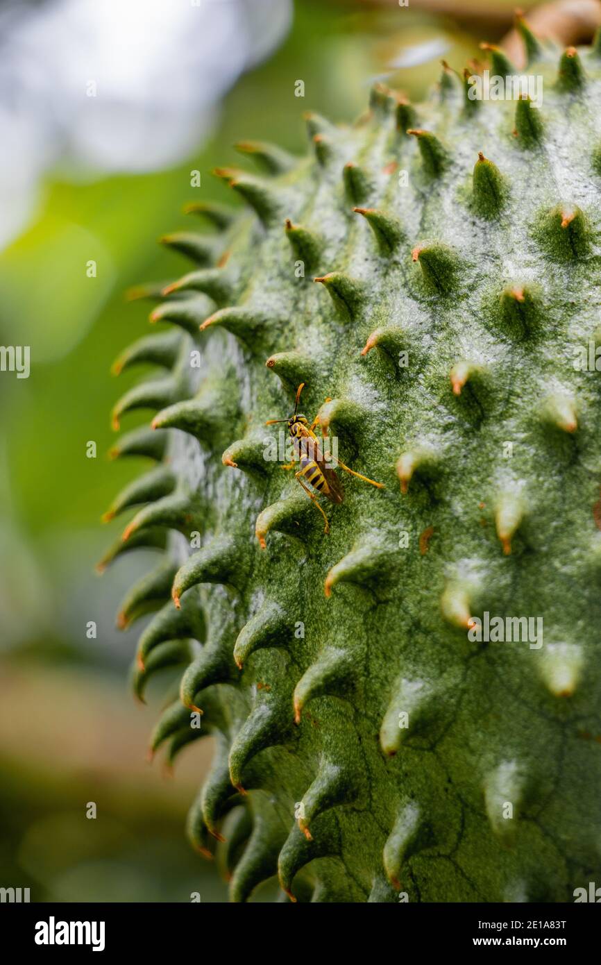 Detailed clouseup of a soursop still hanging on the tree showing its ...