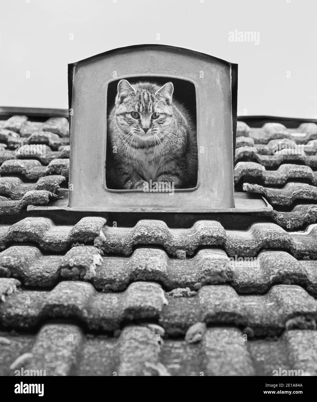 Cute grey stripped cat in the air flow opening on the old tiled roof ...