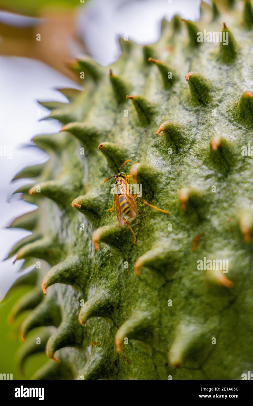 Detailed clouseup of a soursop still hanging on the tree showing its ...