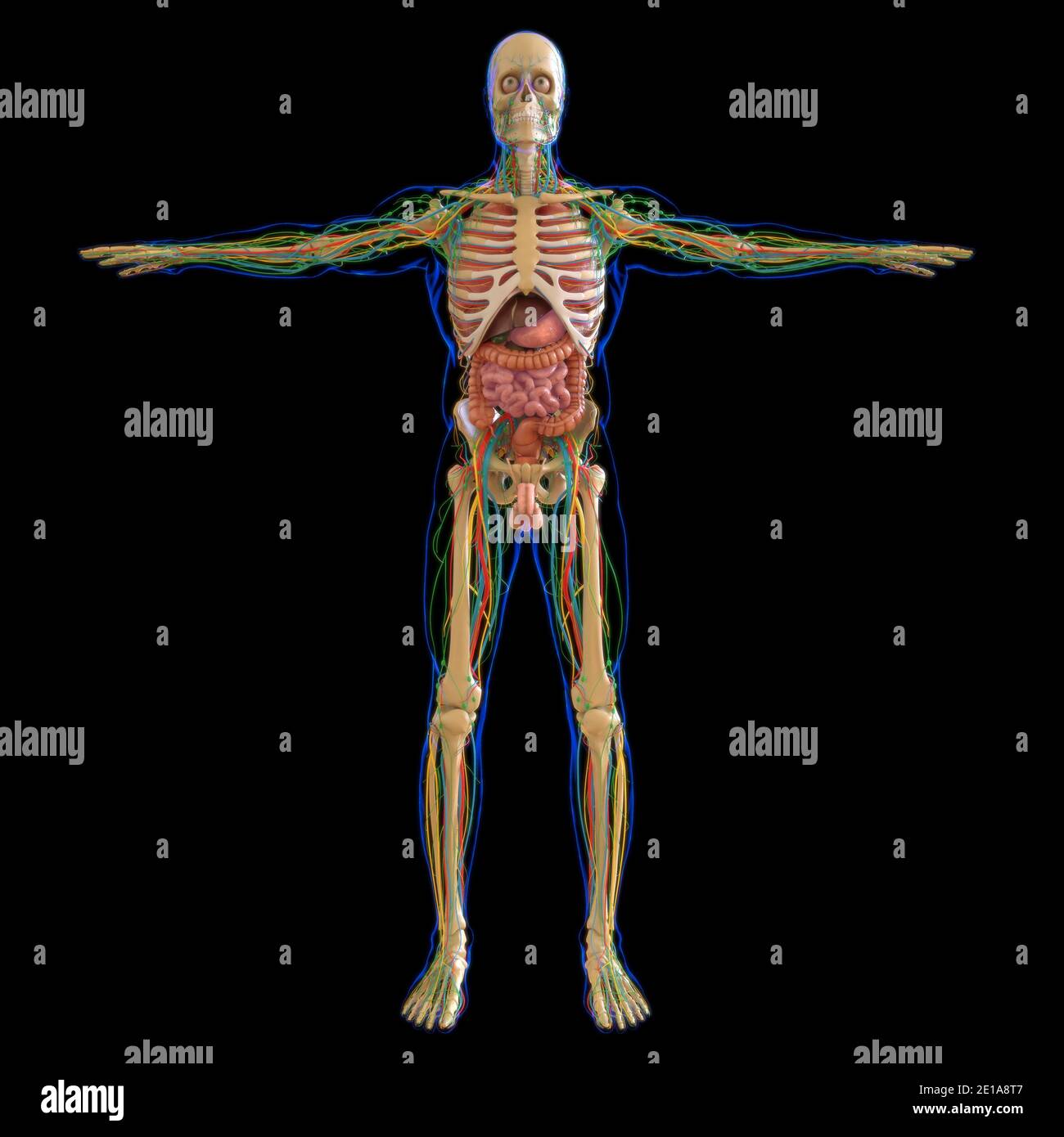 Human Anatomy For Medical Concept 3D Illustration Stock Photo - Alamy