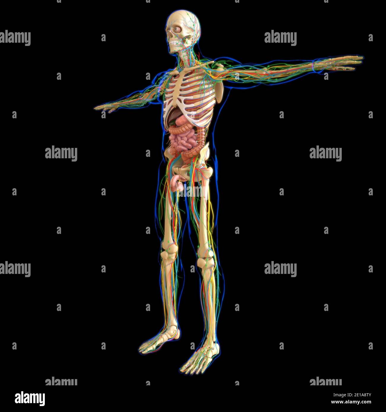 Human Anatomy For Medical Concept 3D Illustration Stock Photo - Alamy