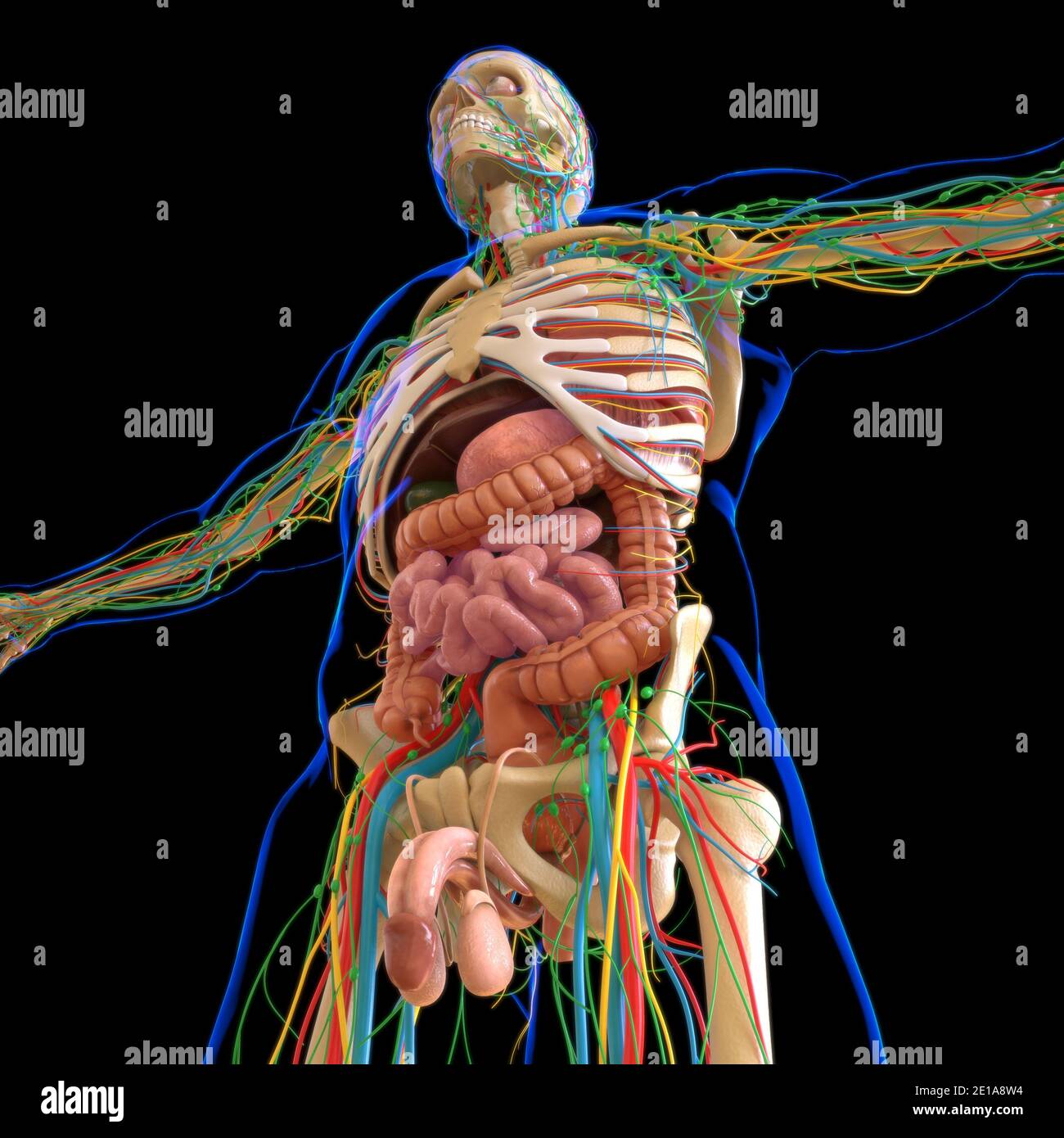 Human Anatomy For Medical Concept 3D Illustration Stock Photo - Alamy