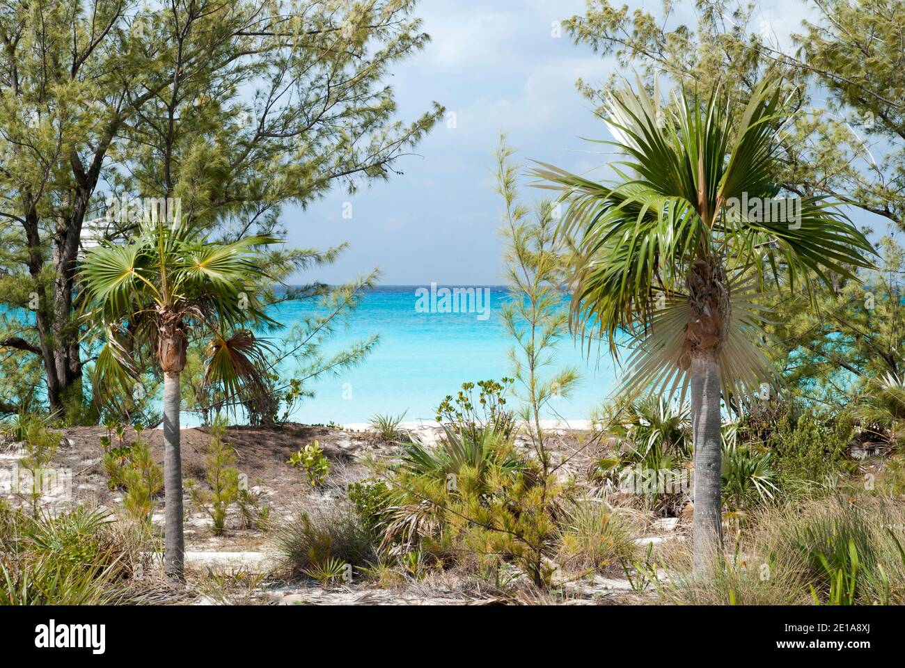 The view of the beach and the sea through trees on uninhabited island ...