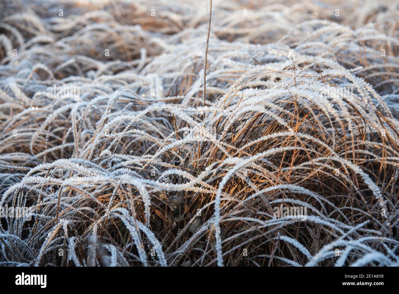 Curved stalks dry grass hi-res stock photography and images - Alamy