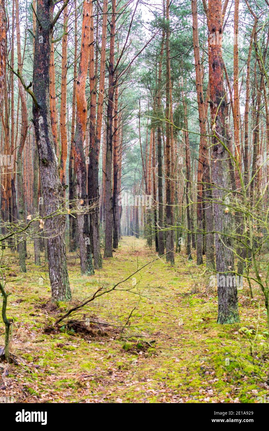 A typical forest in central Poland Stock Photo - Alamy