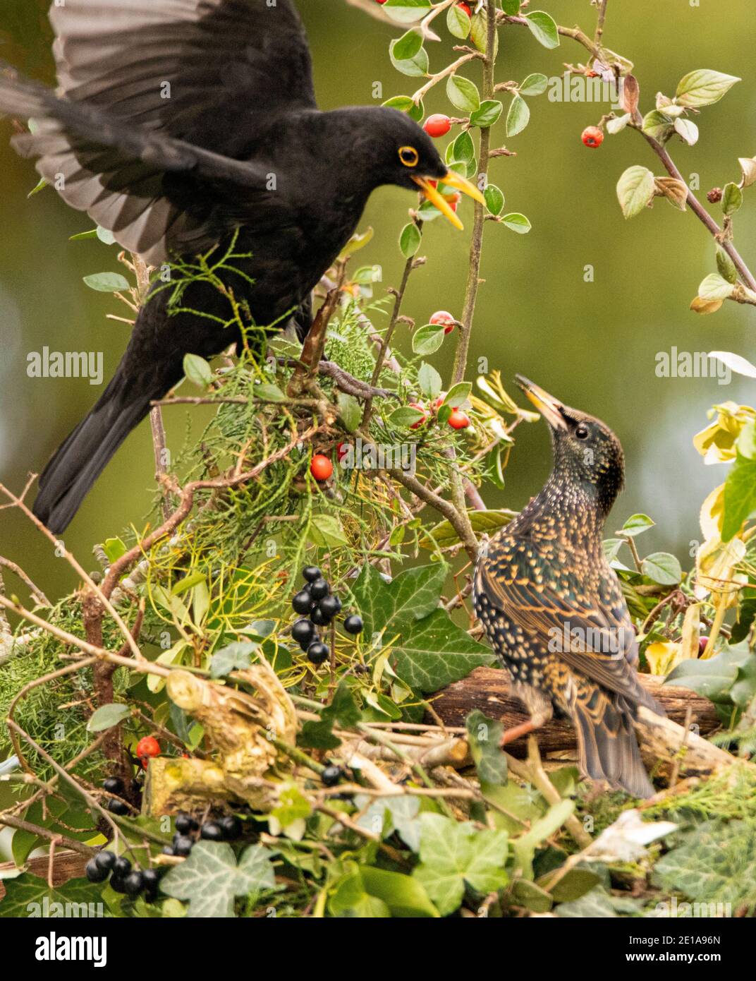 Handsome male bird hi-res stock photography and images - Alamy
