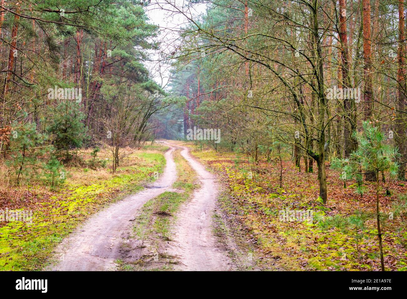 Typical forest hi-res stock photography and images - Alamy