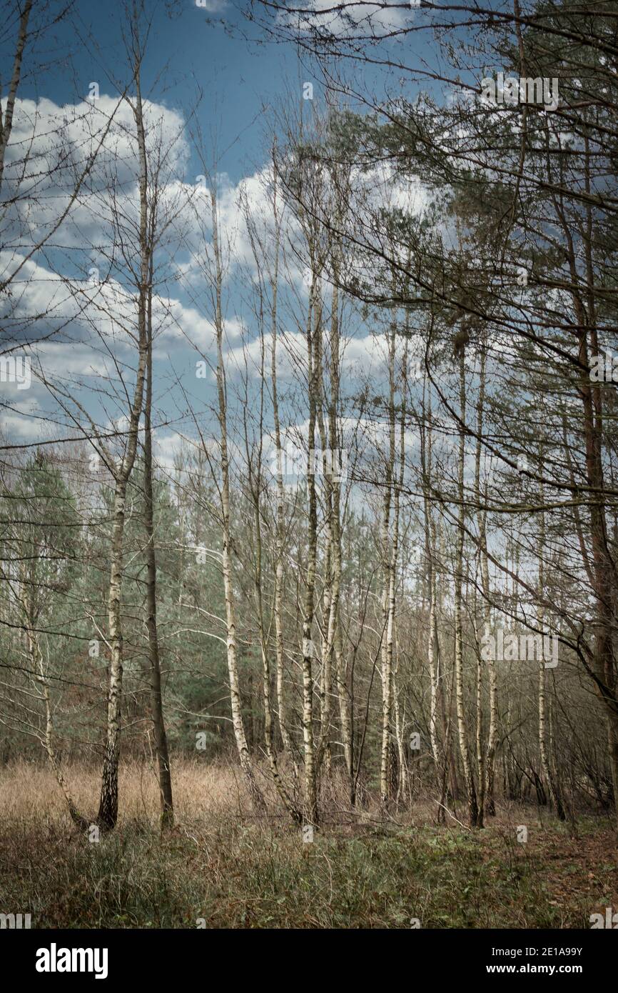 Typical forest hi-res stock photography and images - Alamy