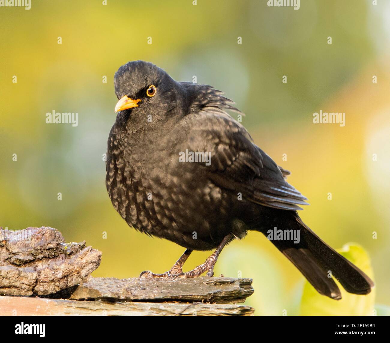 Turdidae hi-res stock photography and images - Alamy