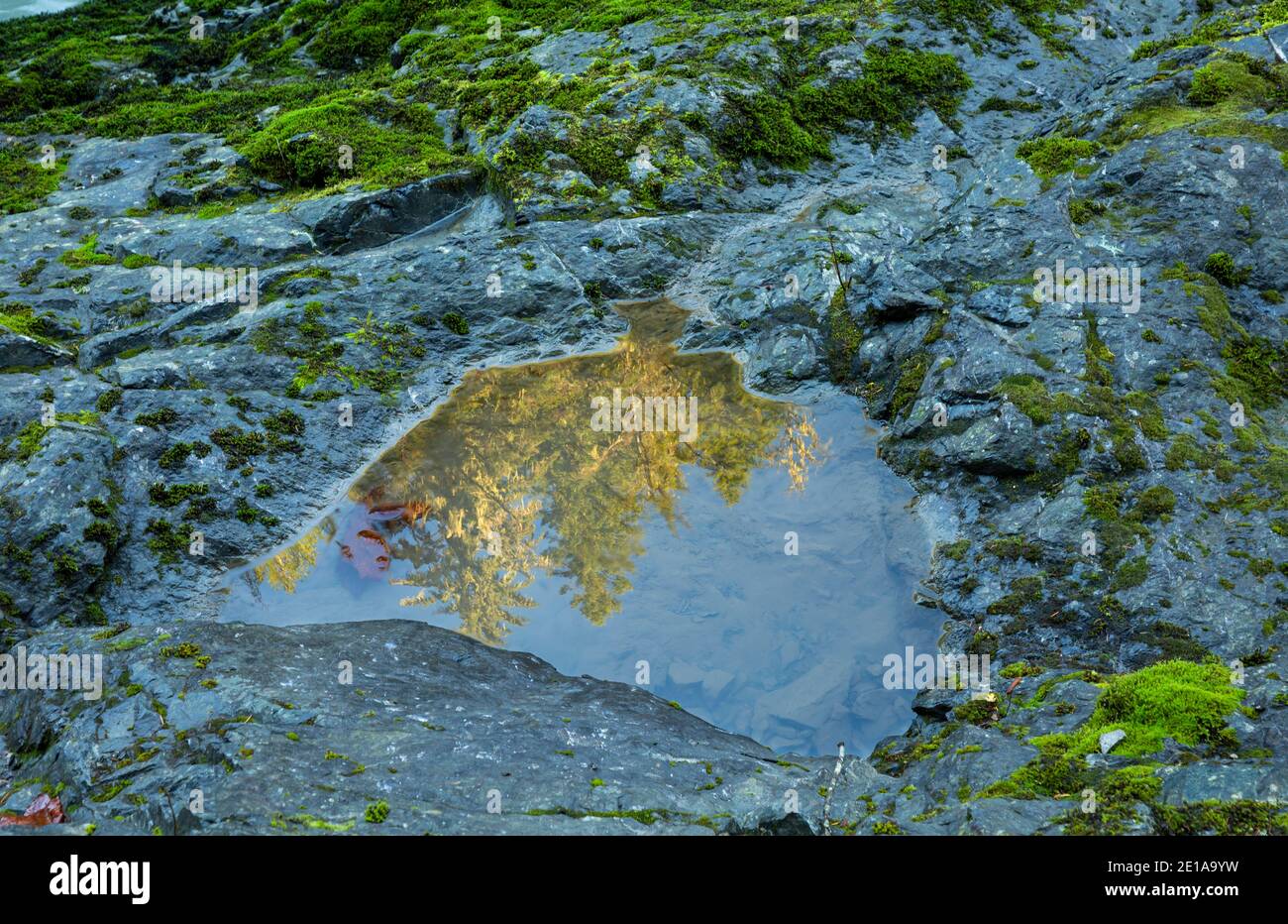 Moss rocks trees hi-res stock photography and images - Alamy