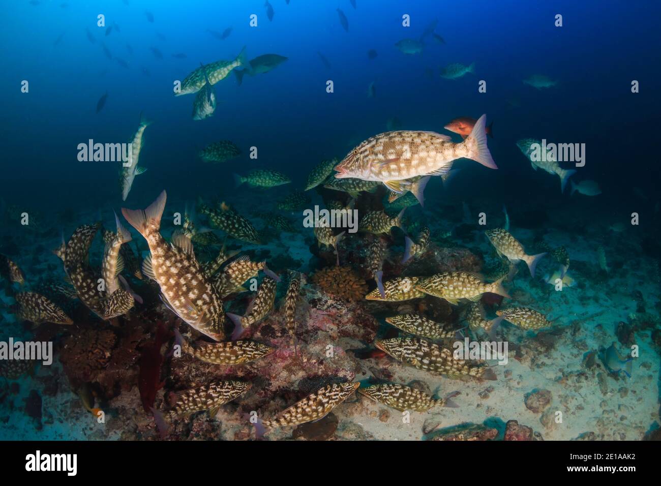 Long Nose Emperor and Trevally hunting in packs on a dark coral reef ...