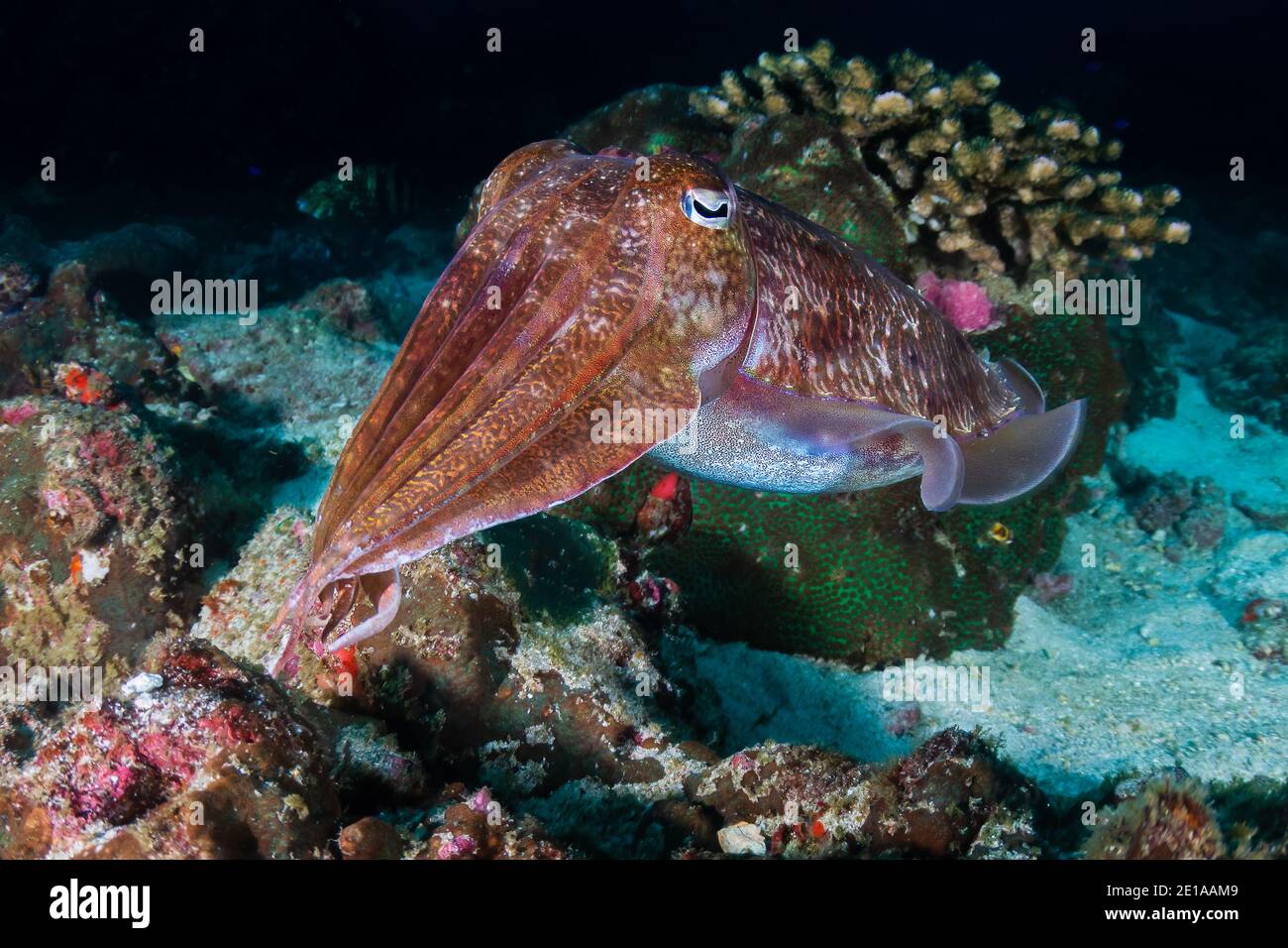 Cuttlefish camouflage mating hi-res stock photography and images - Alamy