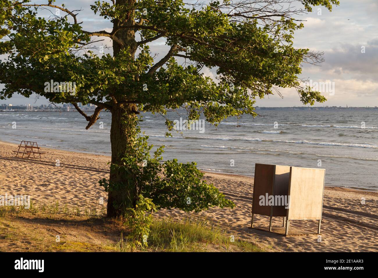 Big pine tree at the beach. Sunny summer day Stock Photo - Alamy