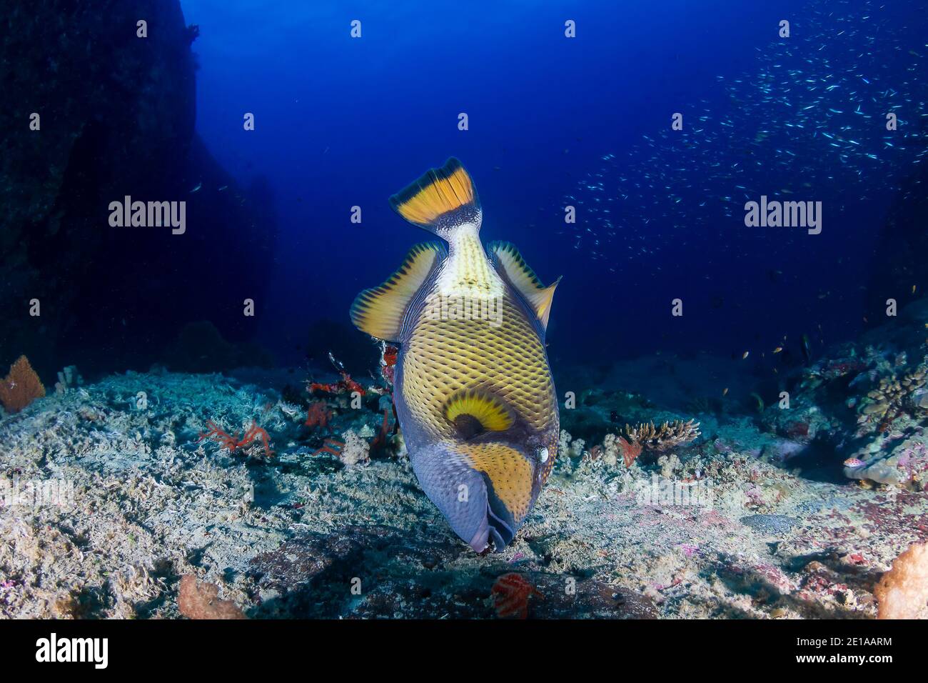 Large Titan Triggerfish feeding on a dark, tropical coral reef at dawn ...