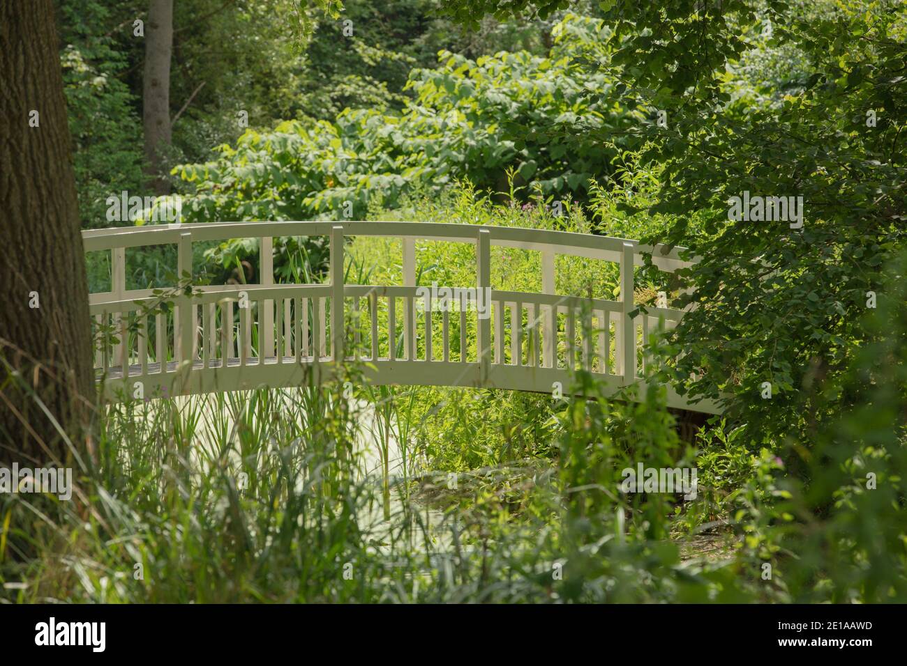 White wooden bridge in between natural planting and greenery seen at ...