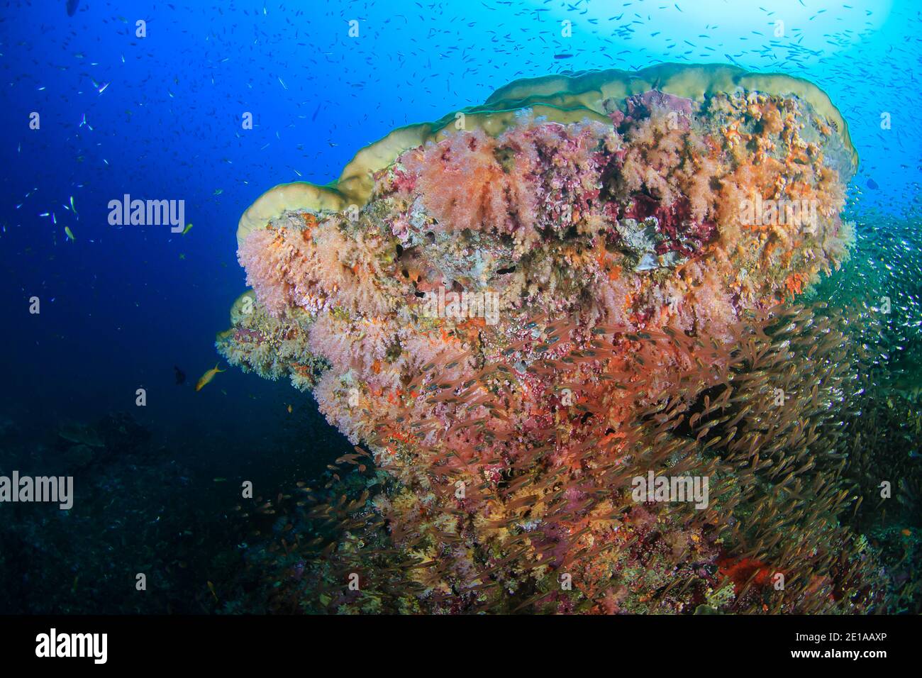 Beautiful, colorful tropical fish on a coral reef in the Andaman Sea ...