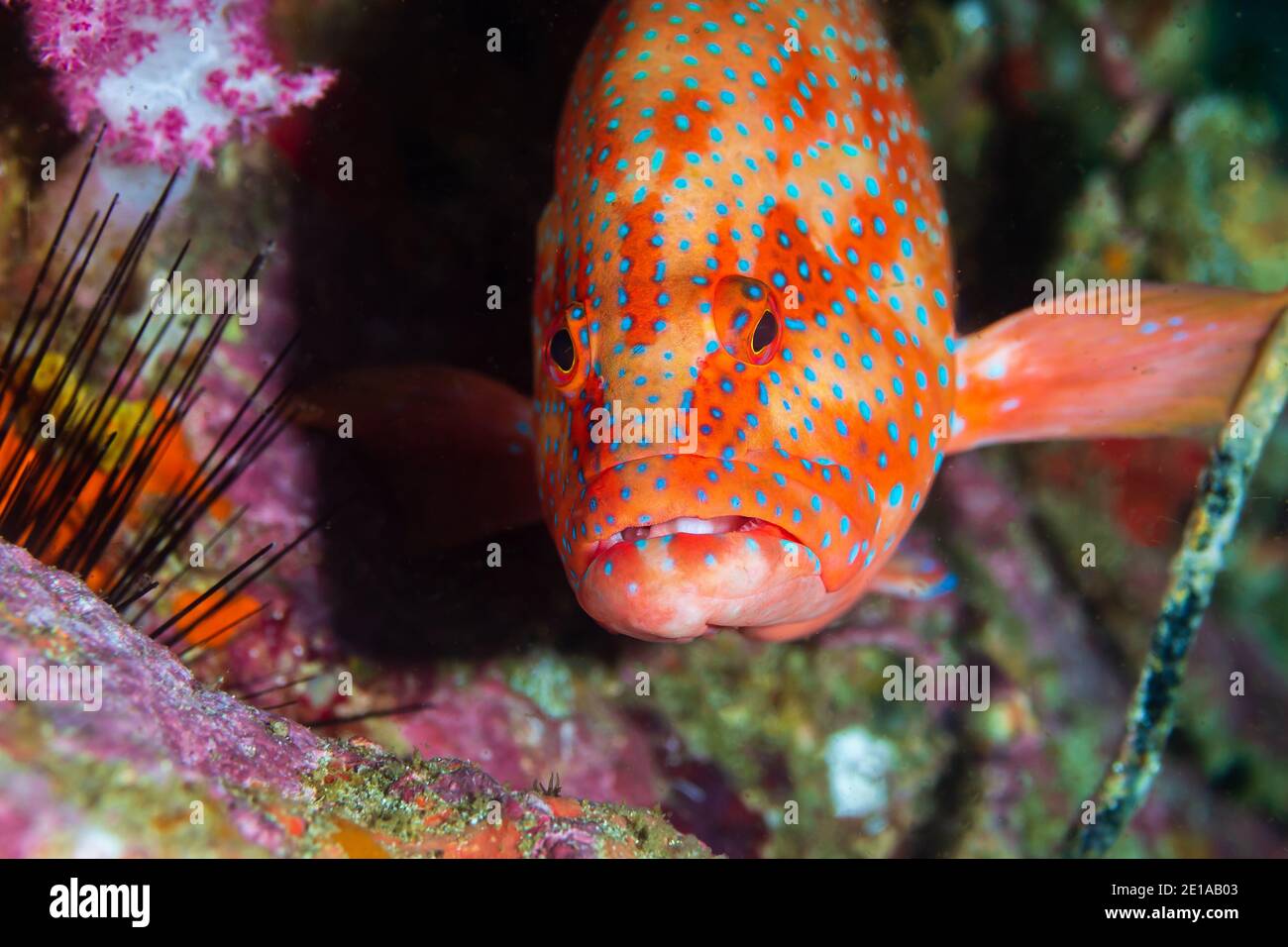 Colorful Coral Grouper on a tropical coral reef system in Thailand ...