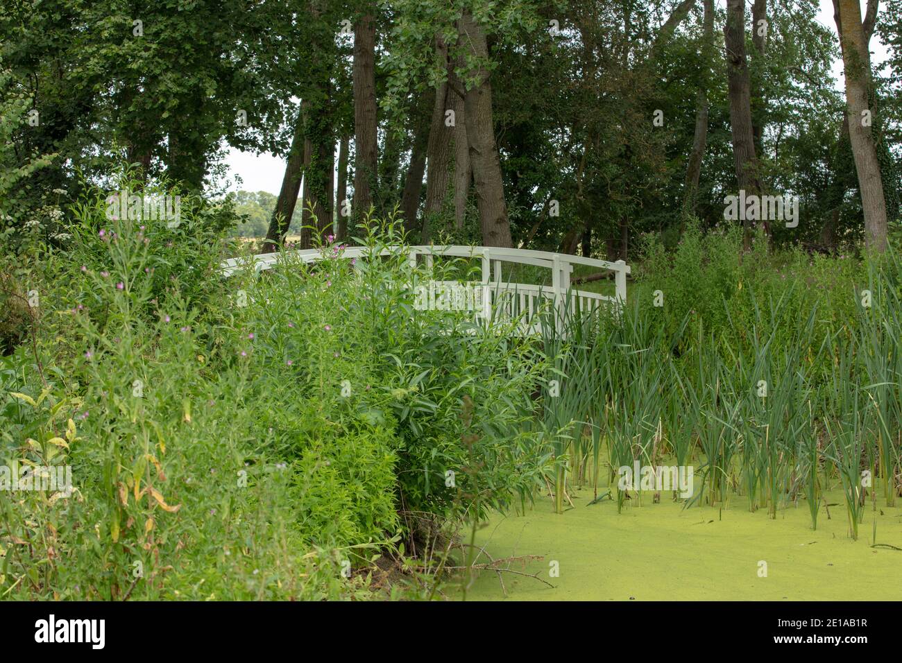 White wooden bridge in between natural planting and greenery seen at ...