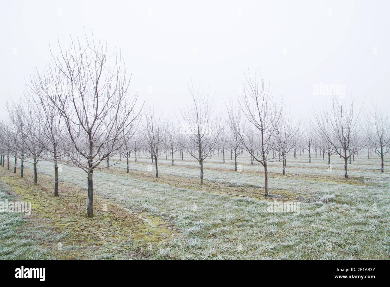 Frosty fruit tree hi-res stock photography and images - Alamy