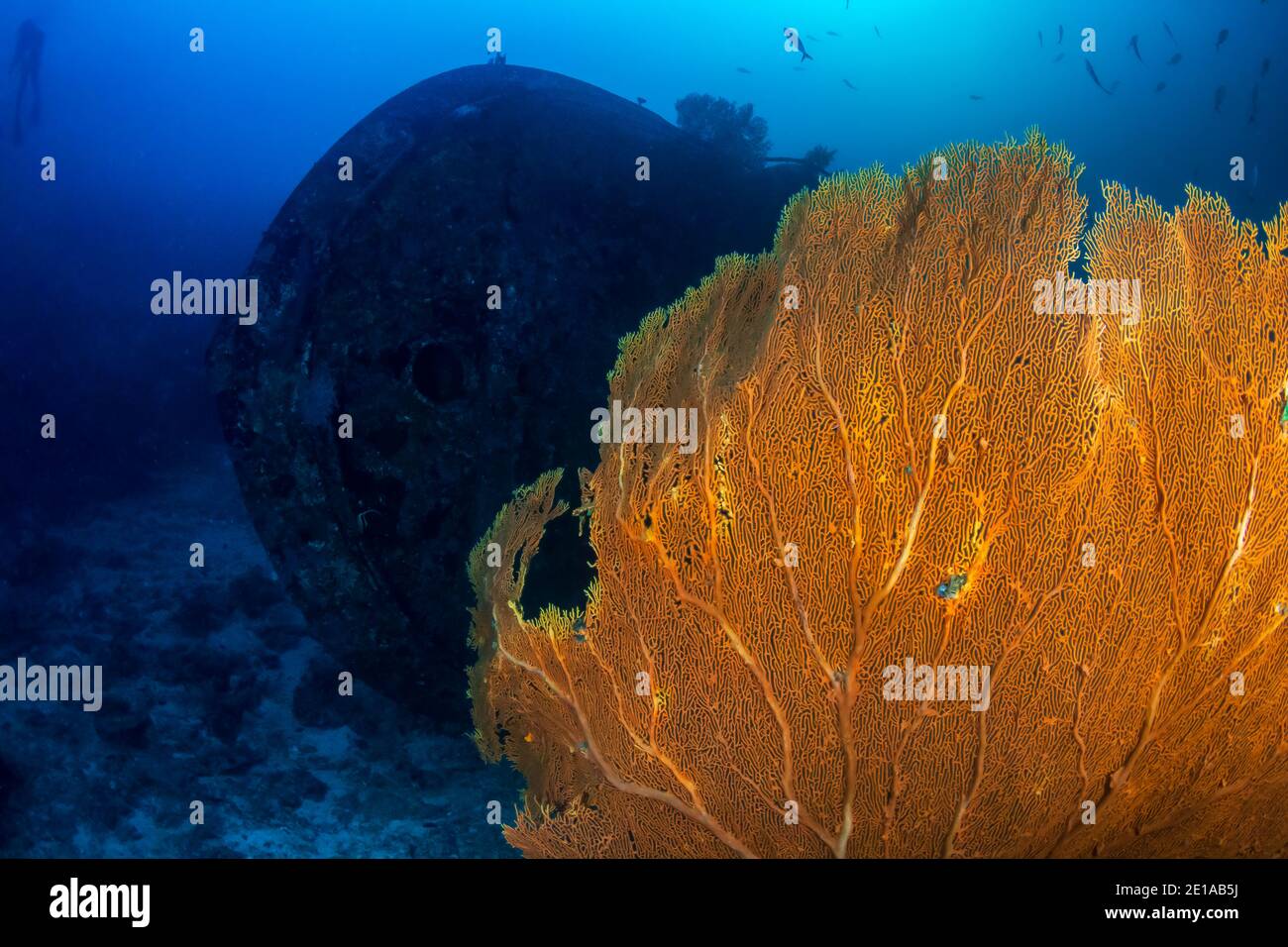 Colorful sea fans around an underwater shipwreck on a tropical coral ...