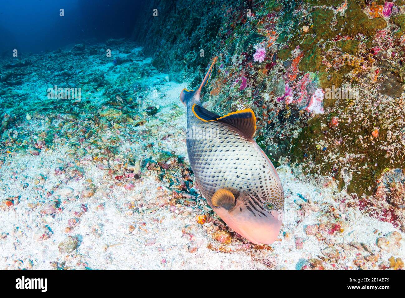 Yellow Margin Triggerfish on a Coral Reef in the Andaman Sea Stock ...
