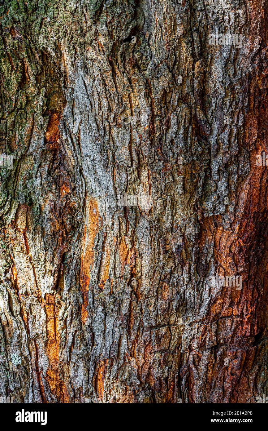 A very detailed close-up of the tree cortex showing its textured ...