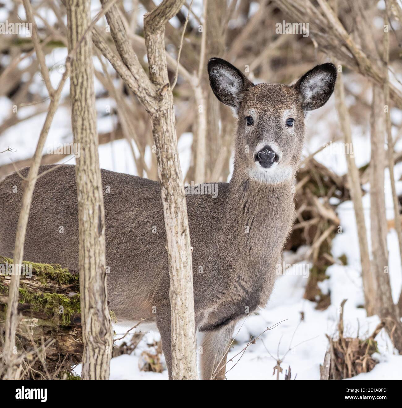 Deer In Woods High Resolution Stock Photography and Images - Alamy