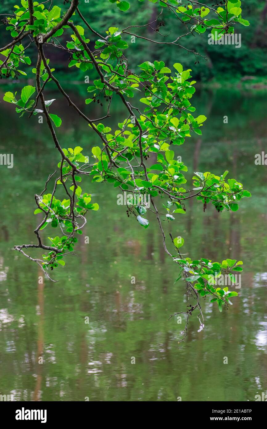 Tree hanging over a river hi-res stock photography and images - Alamy