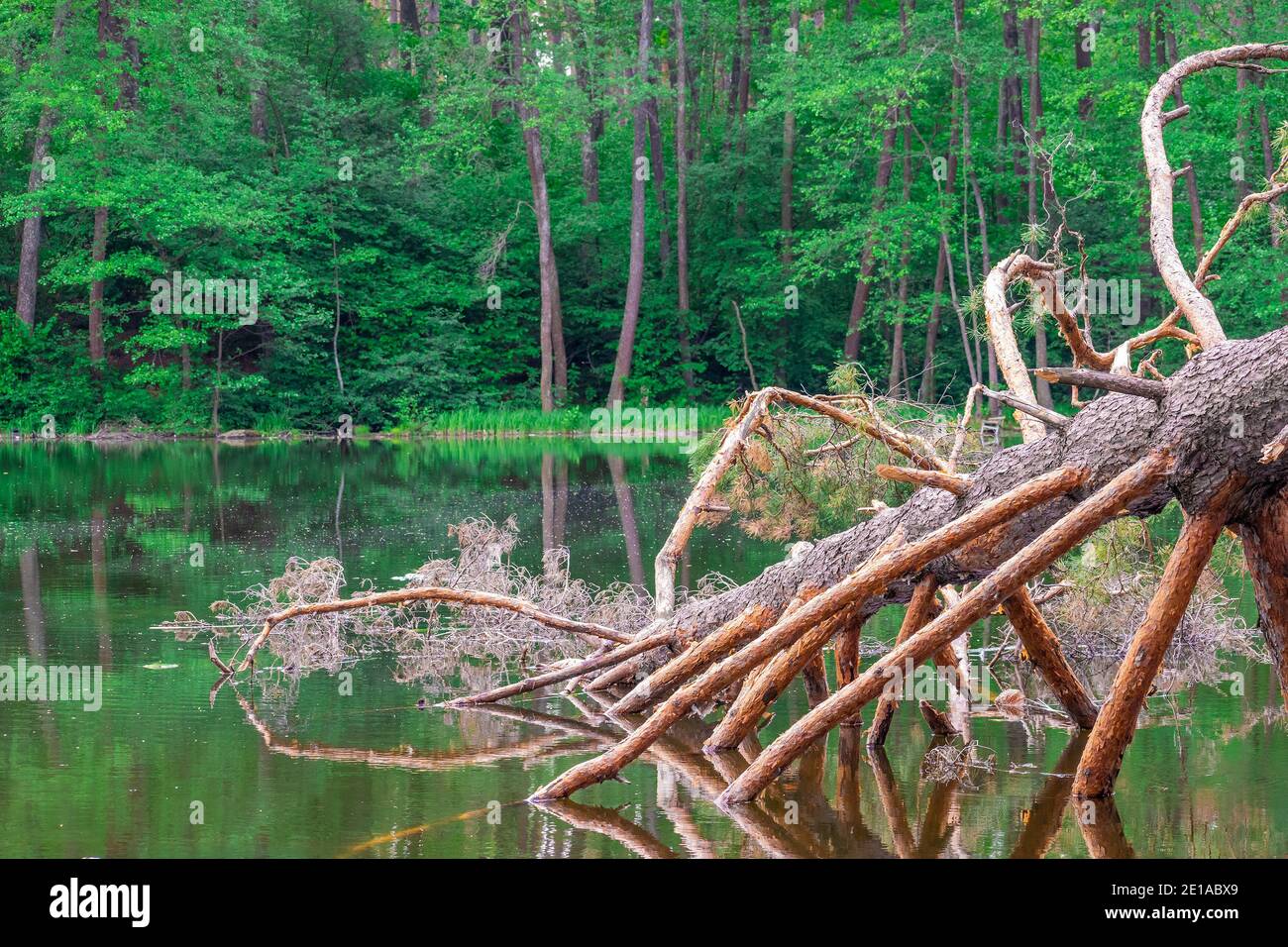 Fallen tree in the lake hi-res stock photography and images - Alamy