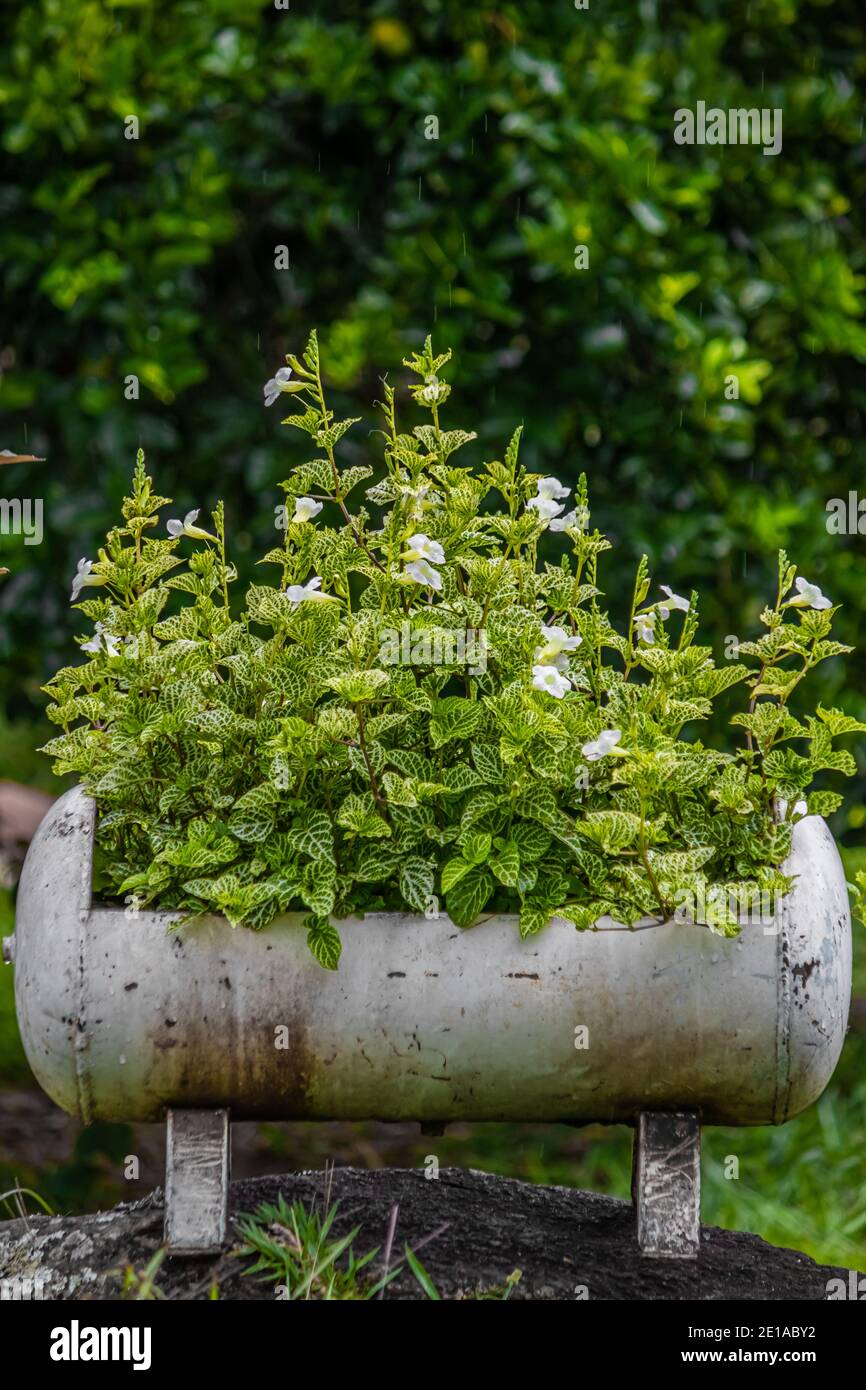 A metallic air compressed tank cut to be used as a plantpot Stock Photo ...