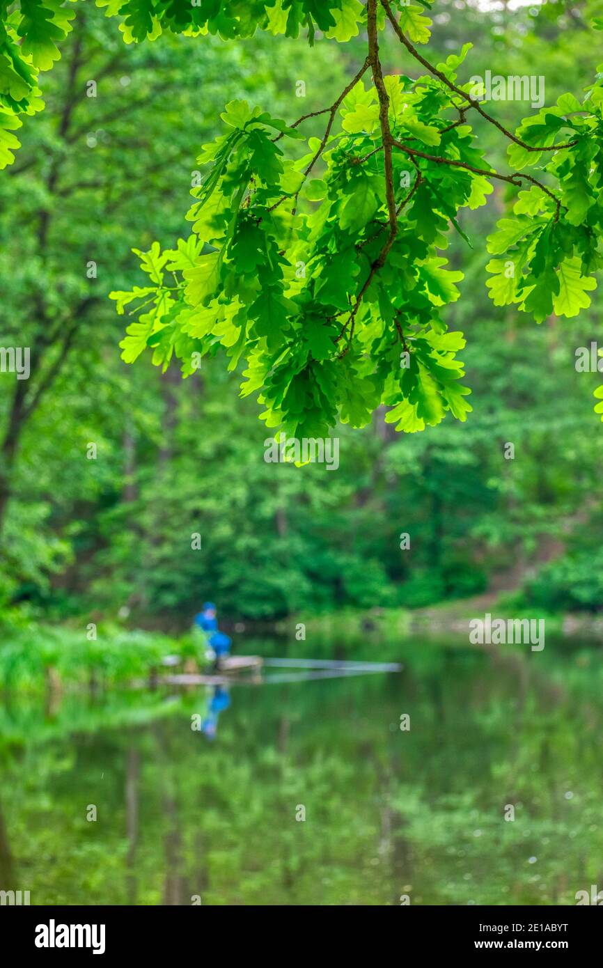 Tree branch over river surface hi-res stock photography and images - Alamy