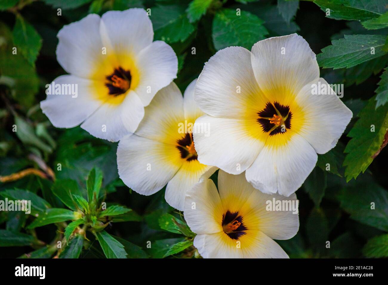 A samll group of beautiful white country flowers Stock Photo - Alamy