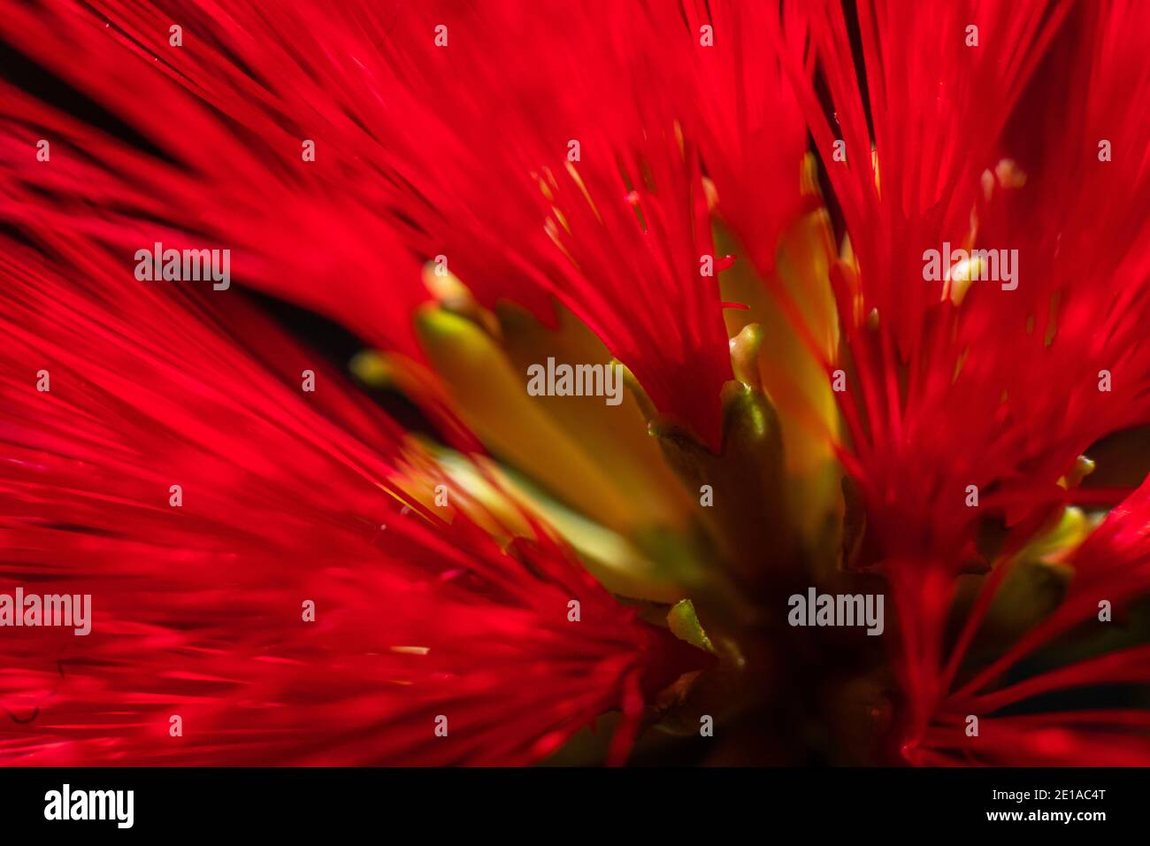 Chickadee up close hi-res stock photography and images - Alamy
