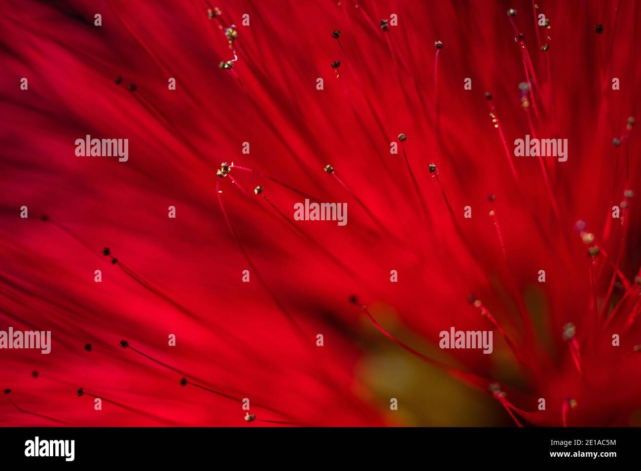 Chickadee up close hi-res stock photography and images - Alamy