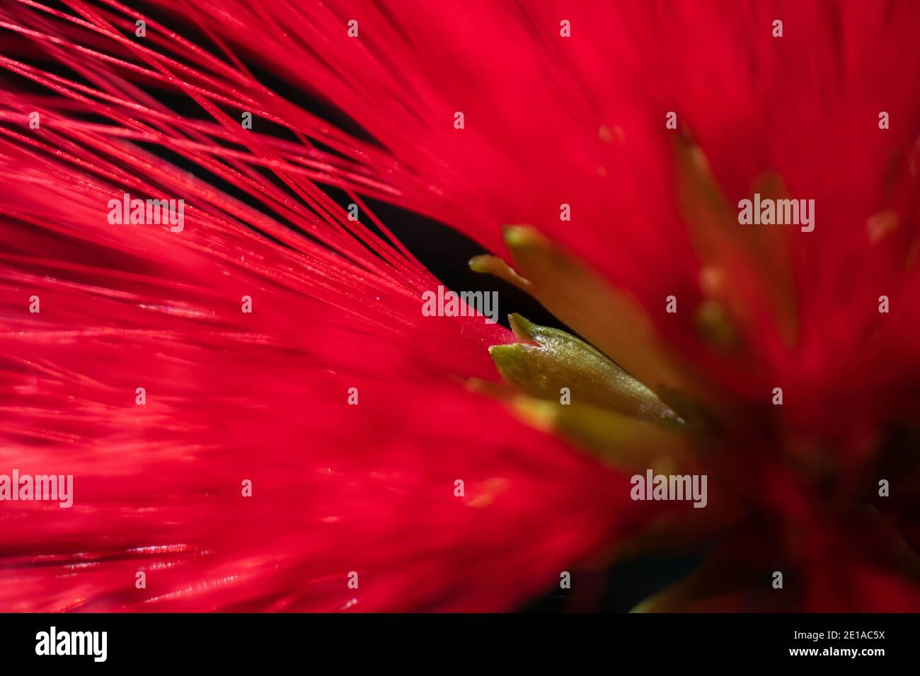Chickadee up close hi-res stock photography and images - Alamy