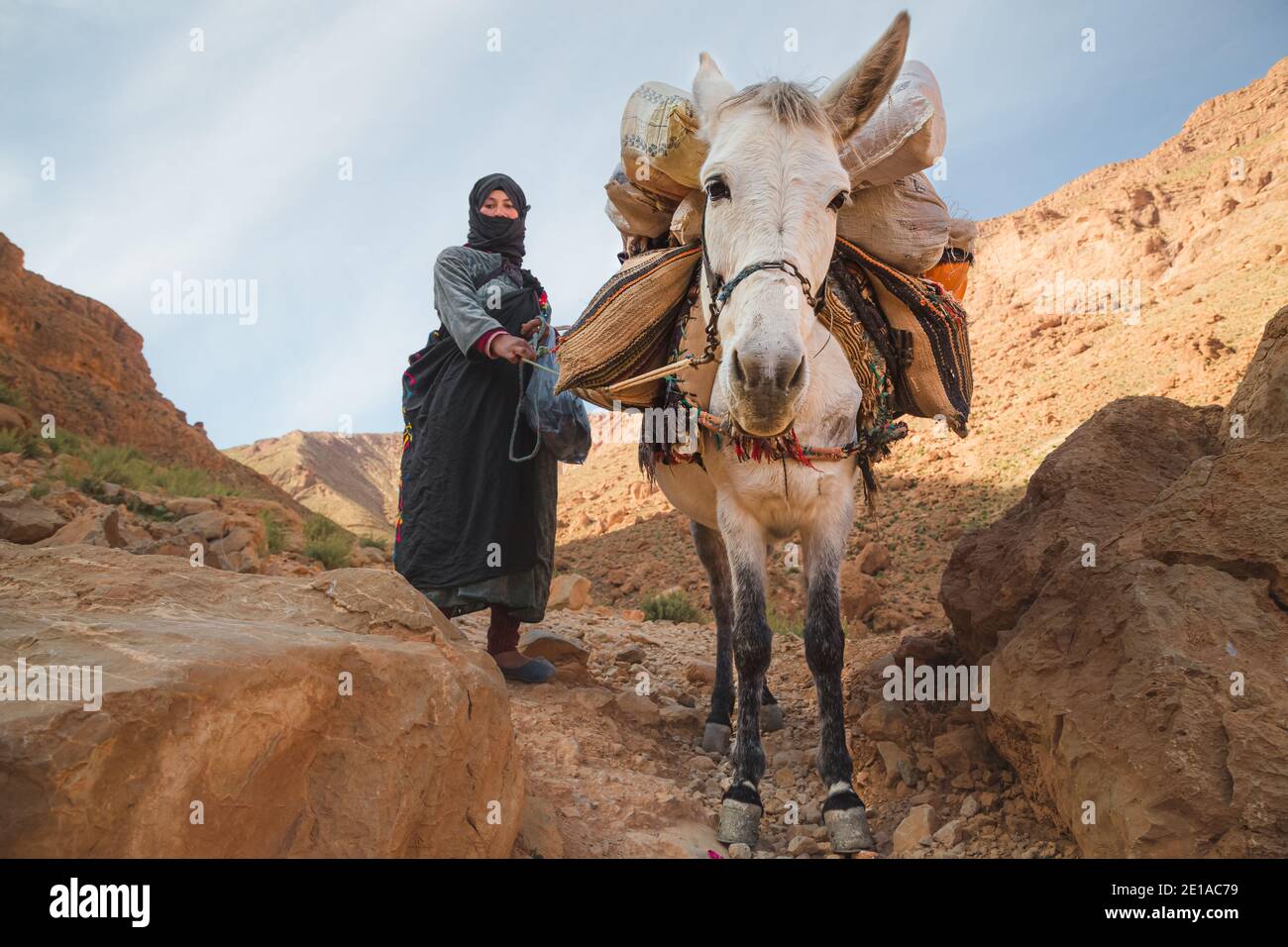 Pack mule hi-res stock photography and images - Alamy
