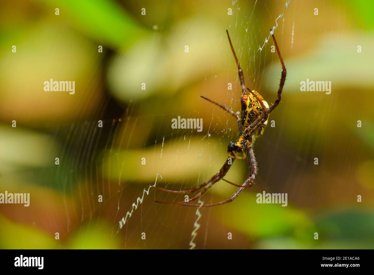 Signature spider on the web. This spider is also known as the Writing ...