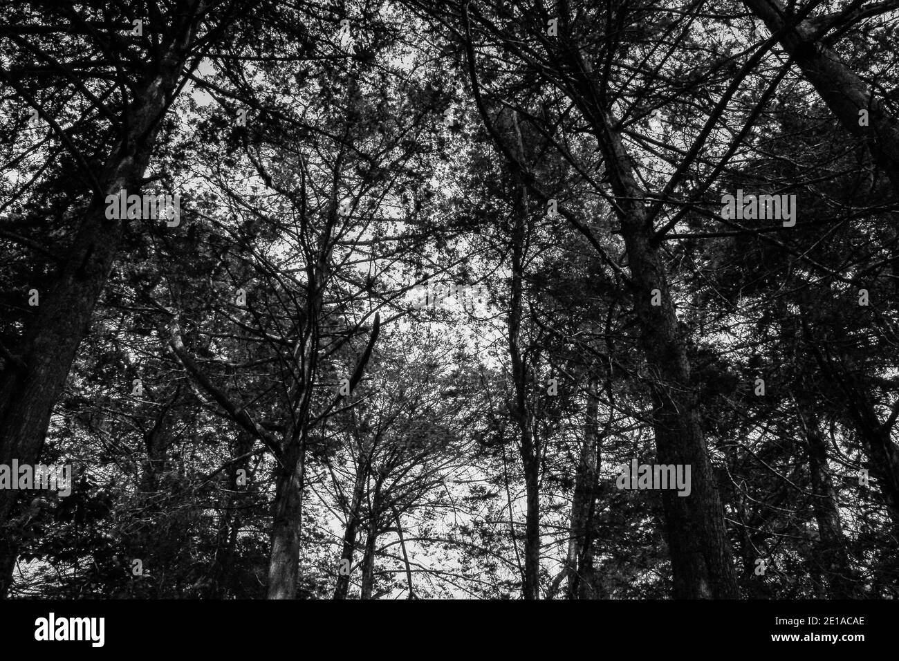 A bottom view of a forest from the inside in contrasted black and white ...