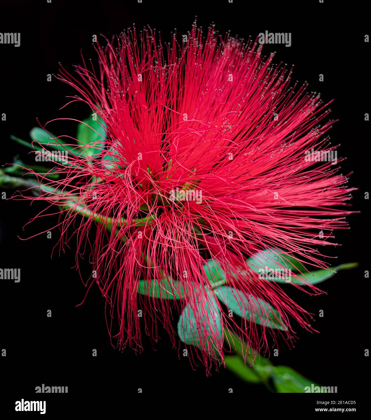 Chickadee up close hi-res stock photography and images - Alamy
