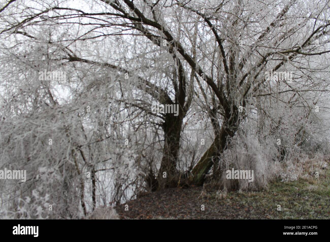 Iced branches hi-res stock photography and images - Alamy