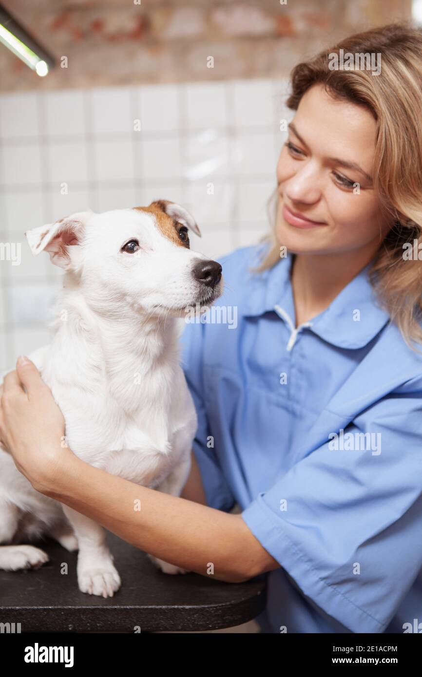 Vertical shot of a female veterinarian examining cute jack russel ...