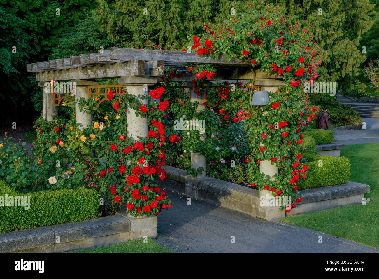 Ubc Vancouver Rose Garden High Resolution Stock Photography and Images ...