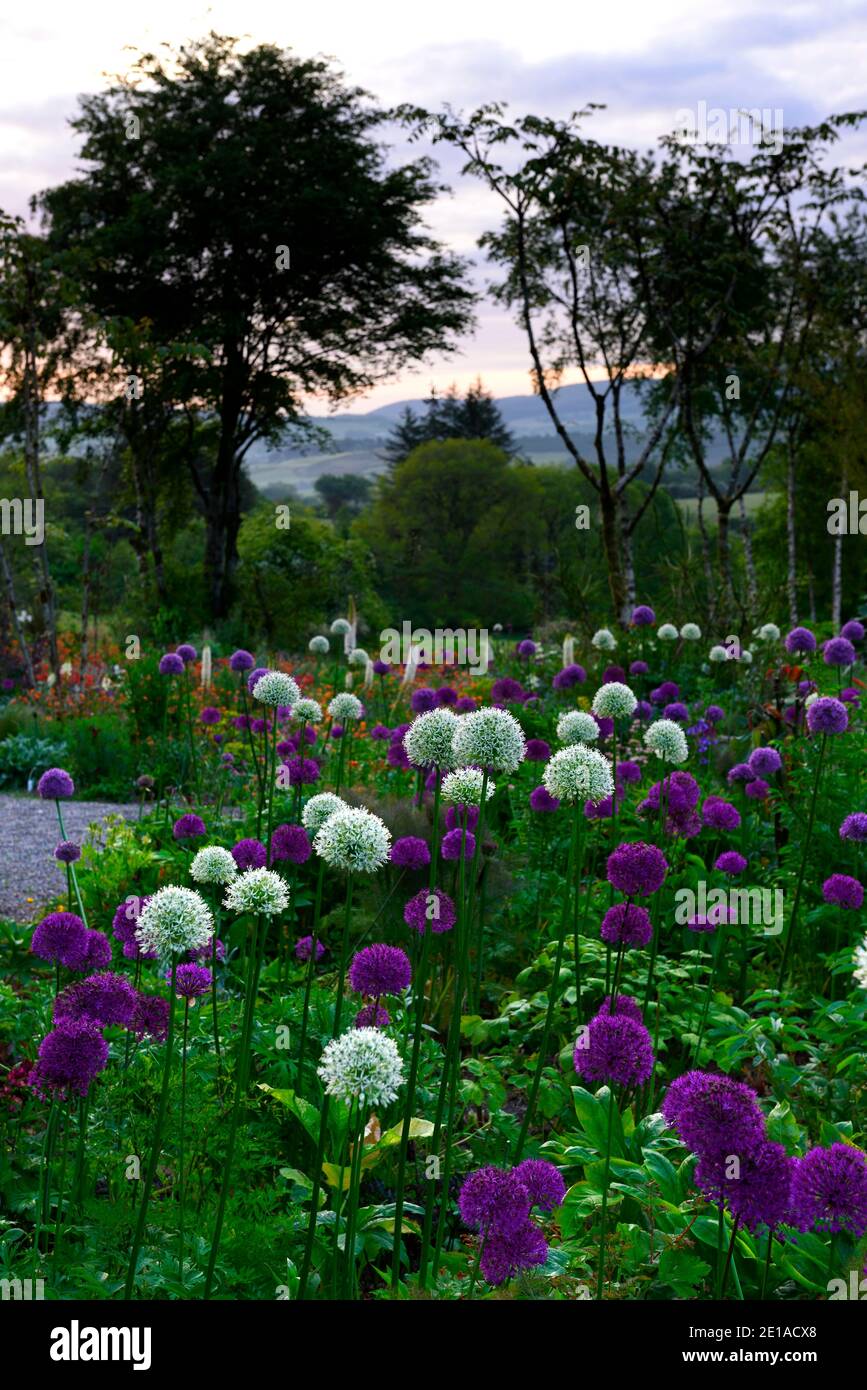 Allium Purple Sensation,Allium Mount Everest, white purple flowers ...