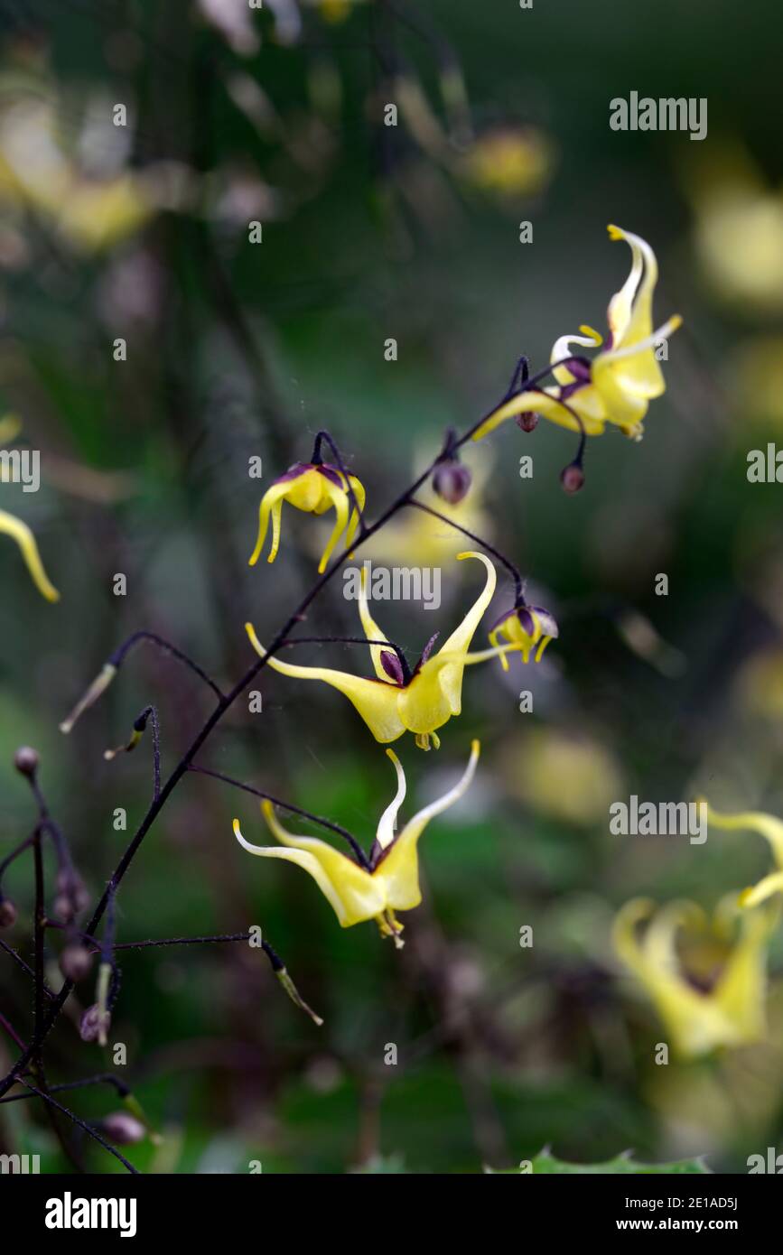 Epimedium davidii hybrid (ex Spinners),yellow,flowers,yellow flower ...