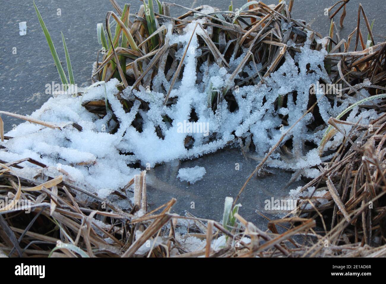 Vegetation Decay Decay High Resolution Stock Photography and Images - Alamy