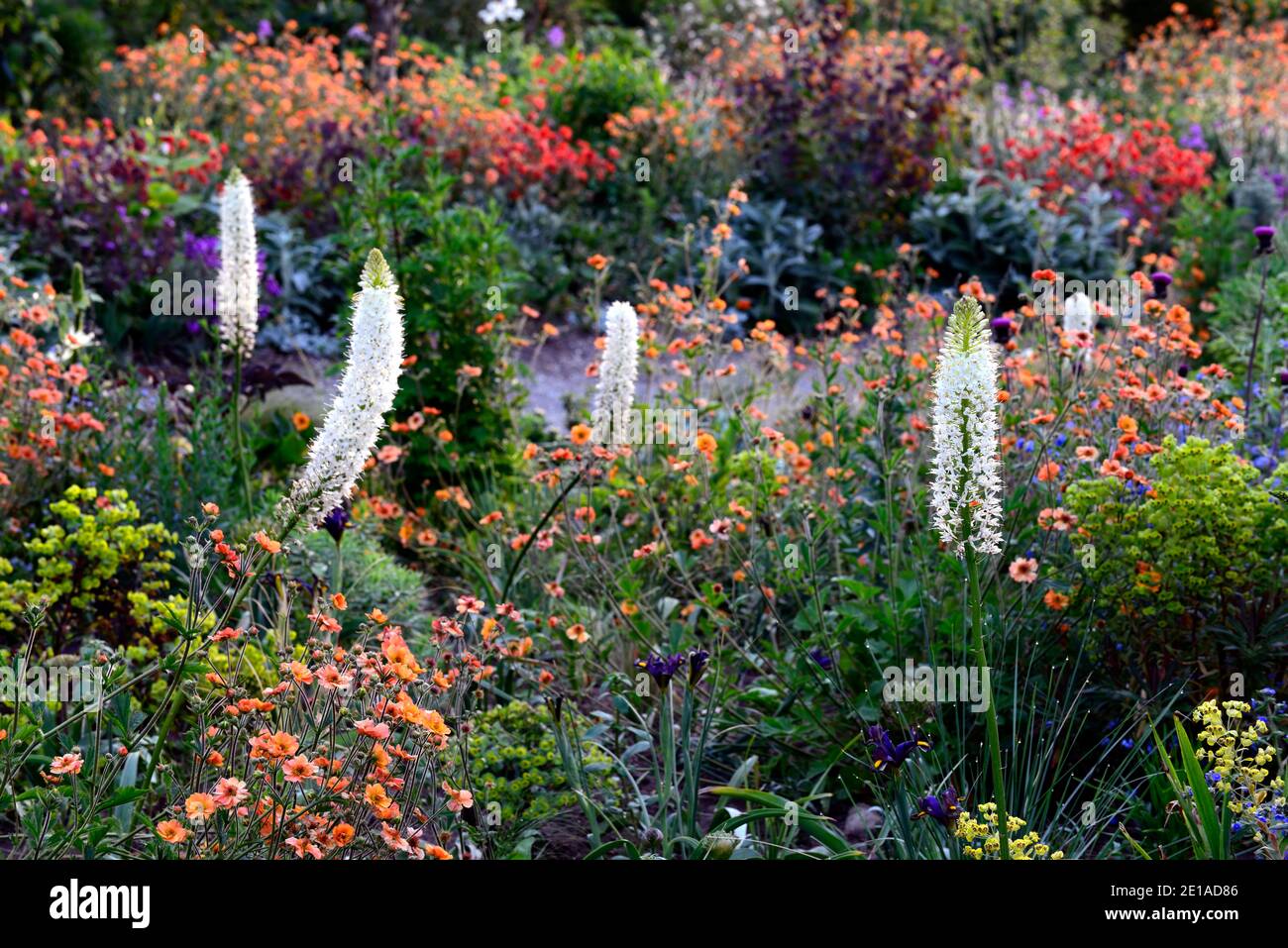 Foxtail Lily High Resolution Stock Photography and Images - Alamy