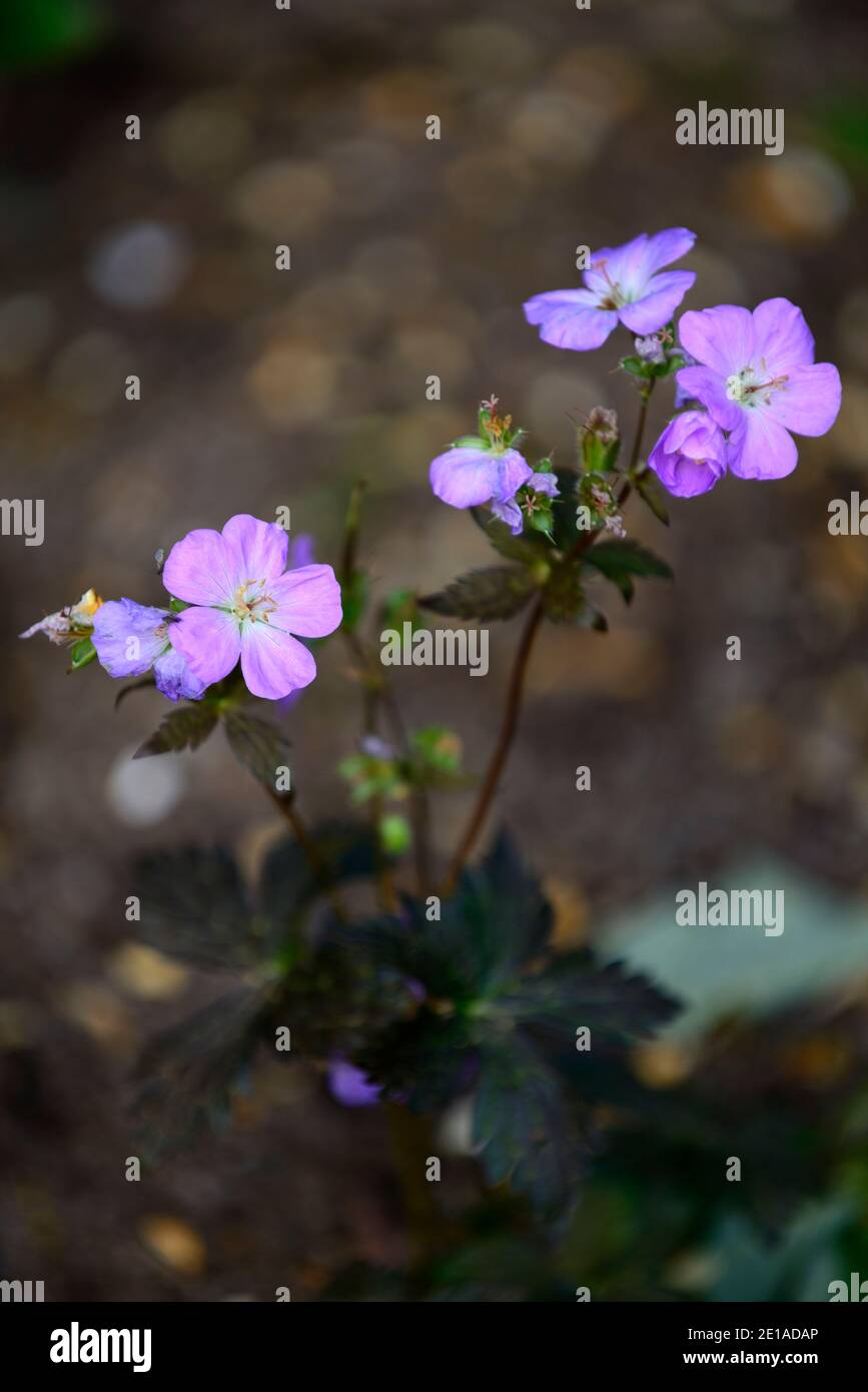 Geranium pratense Dark Reiter,geranium,dark foliage,dark leaves,lilac ...