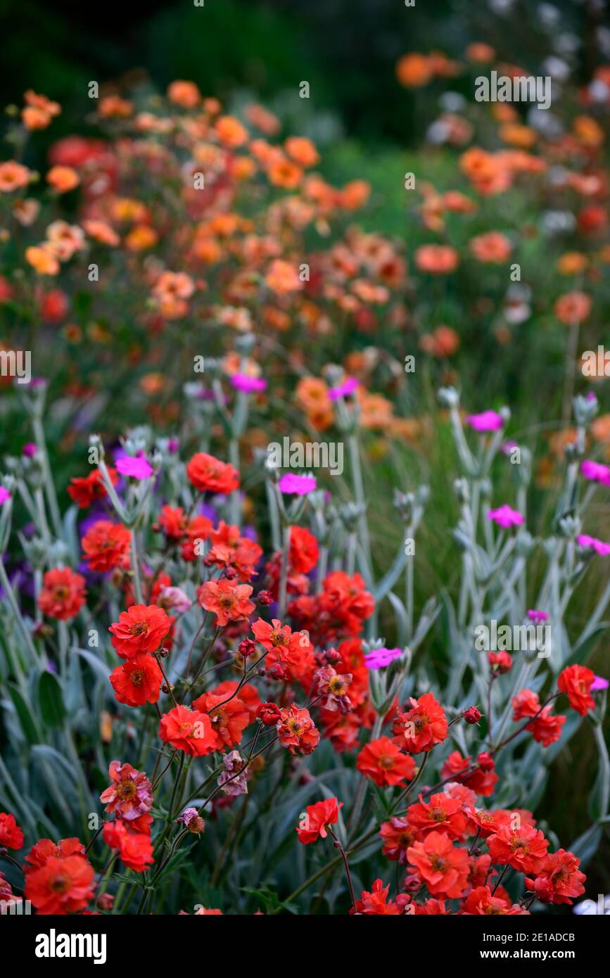 Geum Scarlet Tempest, Geum Totally Tangerine,,Lychnis Hill Grounds ...